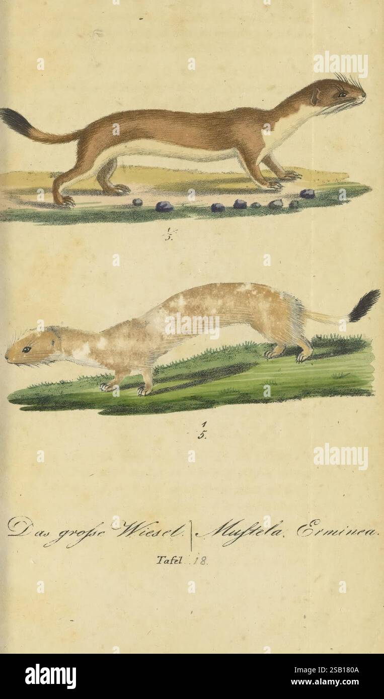1832 germany mammals pictorial hi-res stock photography and images - Alamy