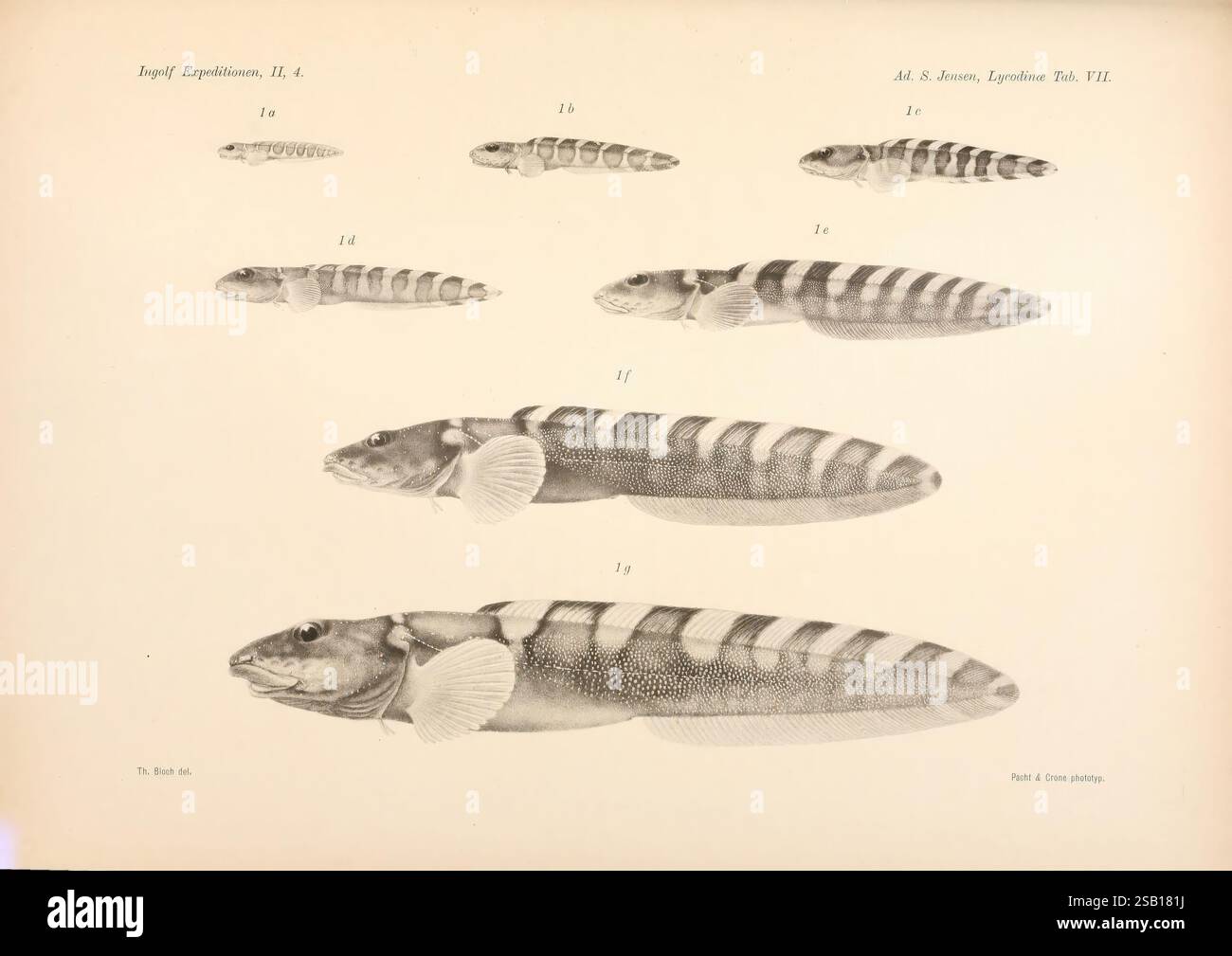 Accompanying fin structures hi-res stock photography and images - Alamy