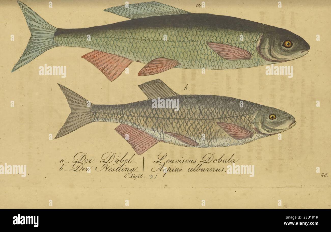 Fauna, Boica, oder, gemeinnützige, Naturgeschichte, der, Thiere ...