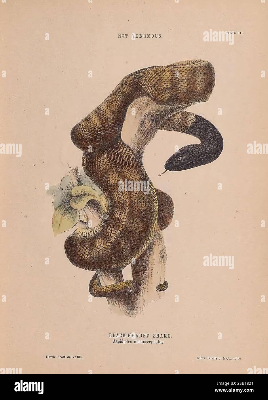 The snakes of Australia, an illustrated and descriptive catalogue of ...
