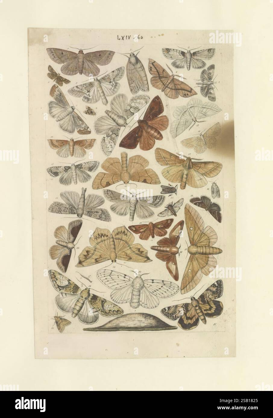 Overlooked insects hi-res stock photography and images - Alamy