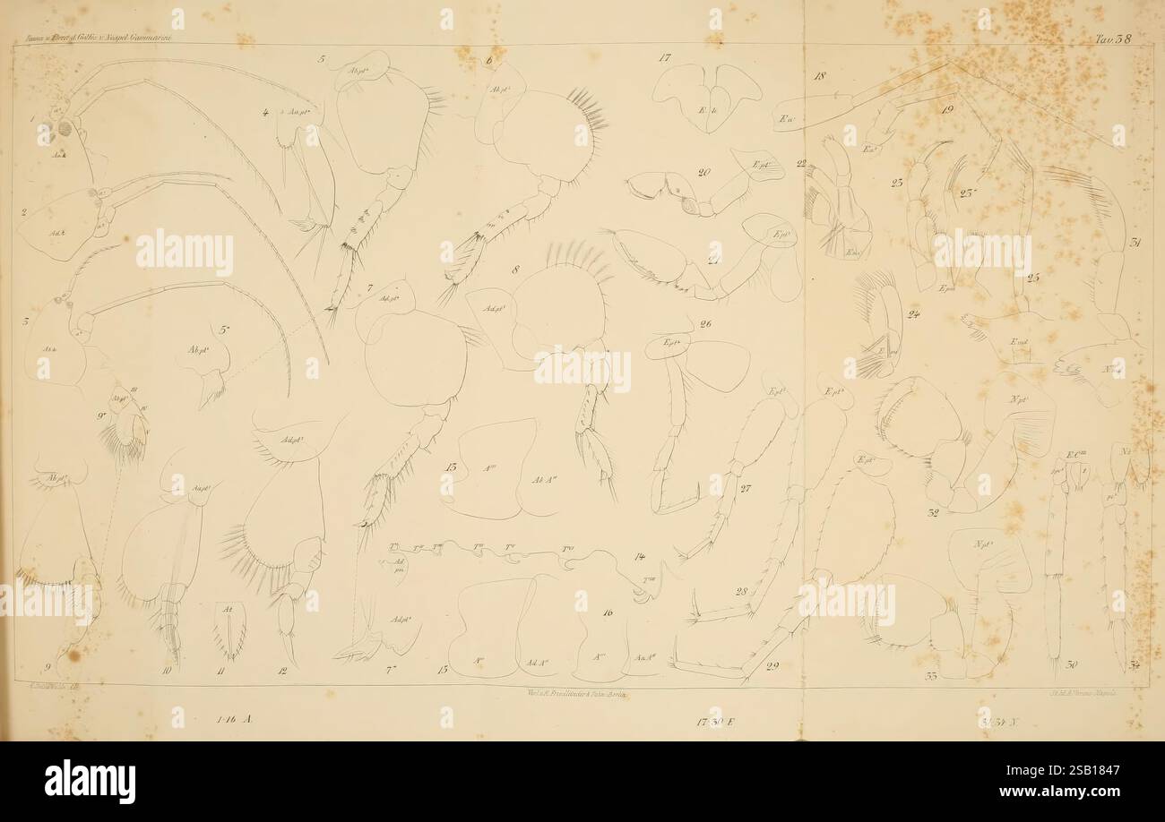 Layout displays different species hi-res stock photography and images ...