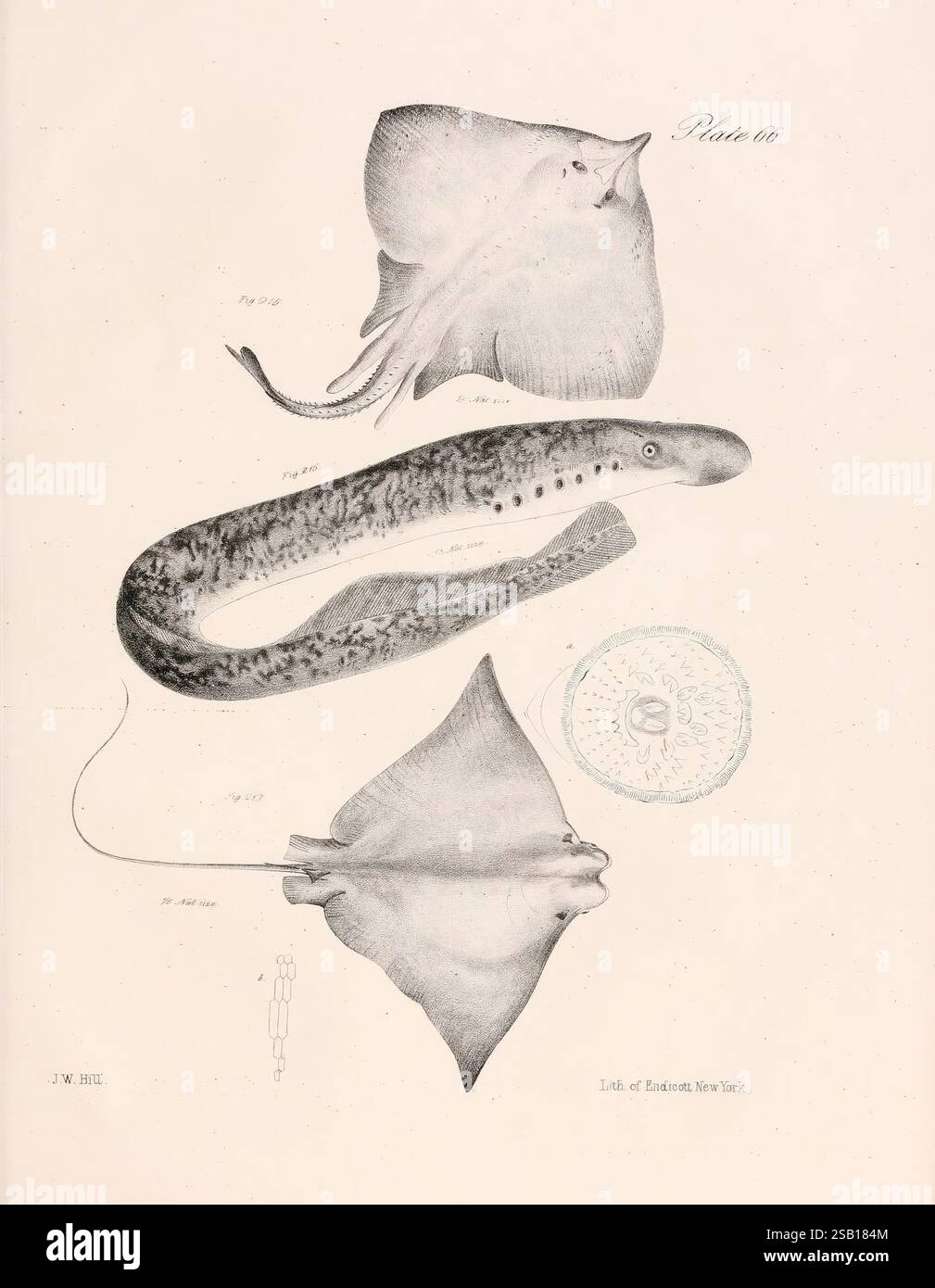 Extended pectoral fins hi-res stock photography and images - Alamy