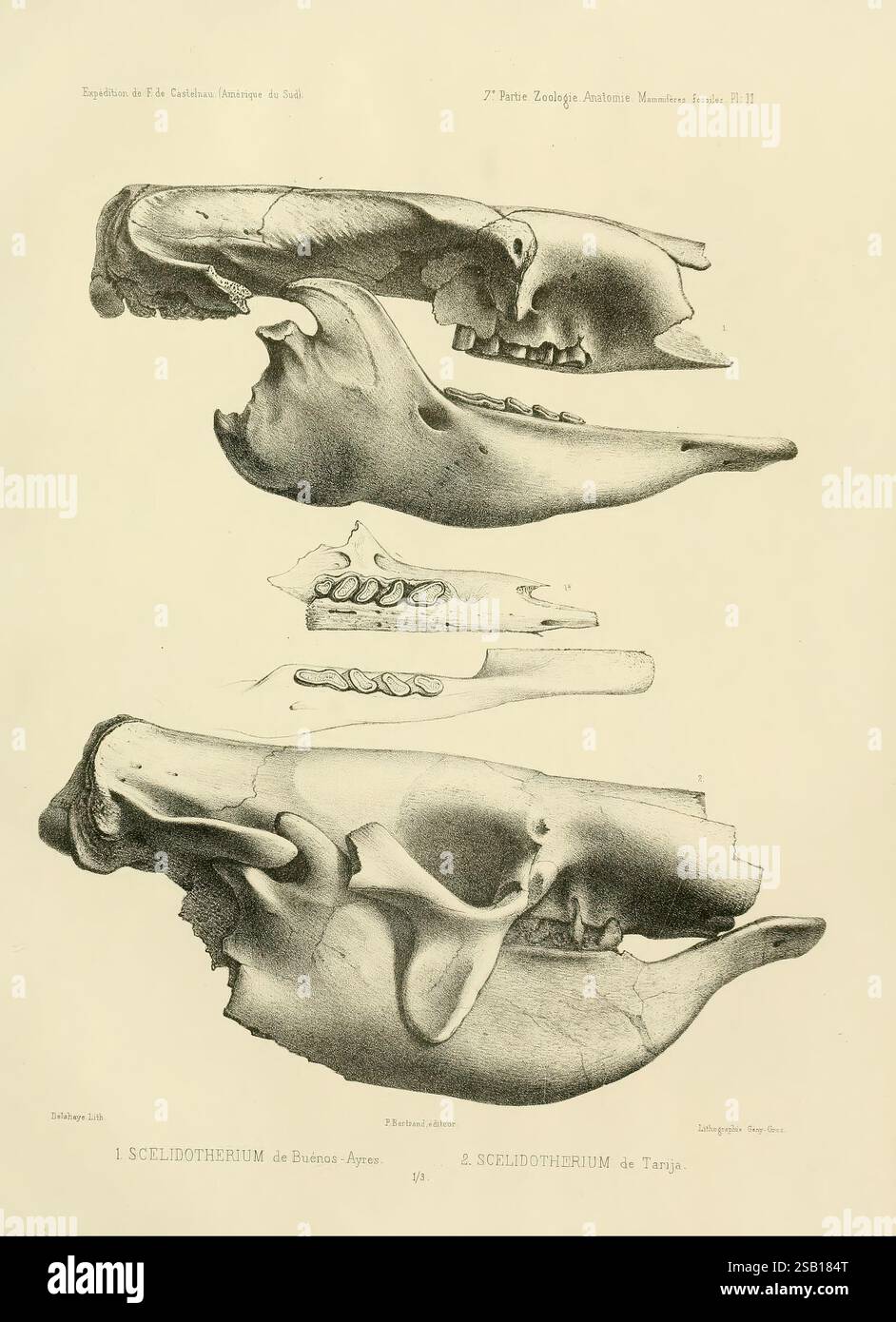 Distinct dental patterns hi-res stock photography and images - Alamy