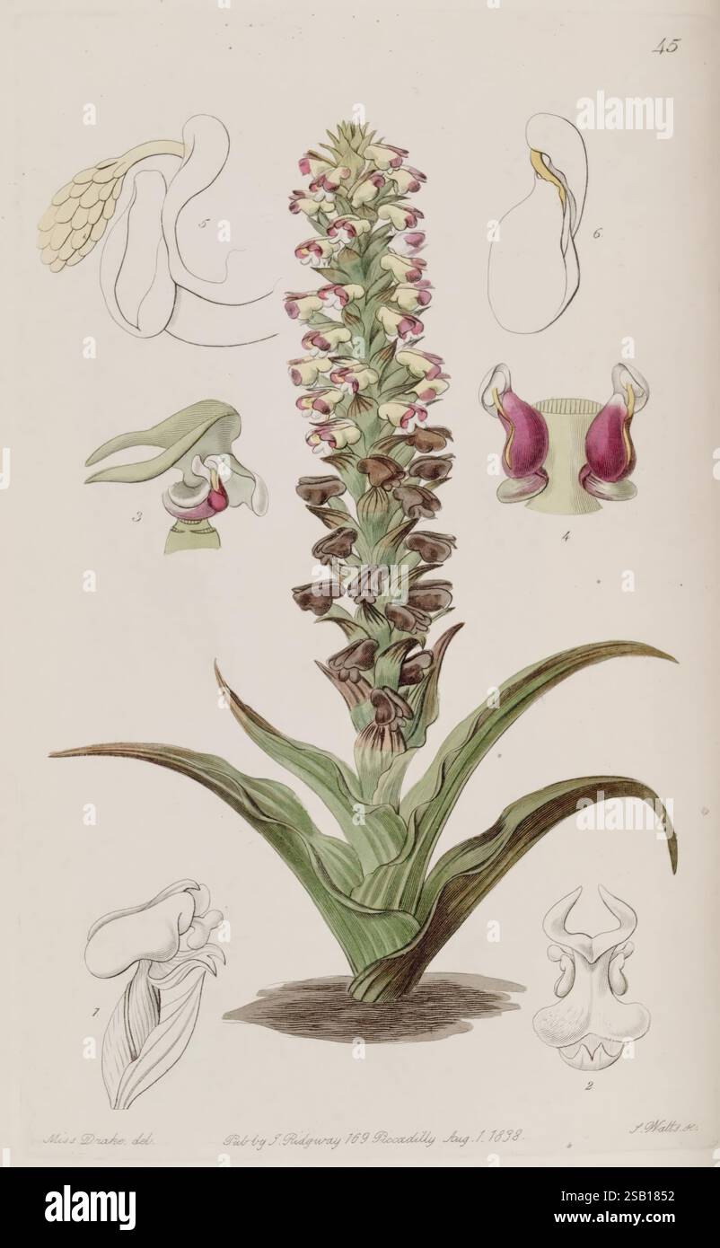 Plant introduction plants ornamental 90 sarah ann drake 2 women hi-res ...