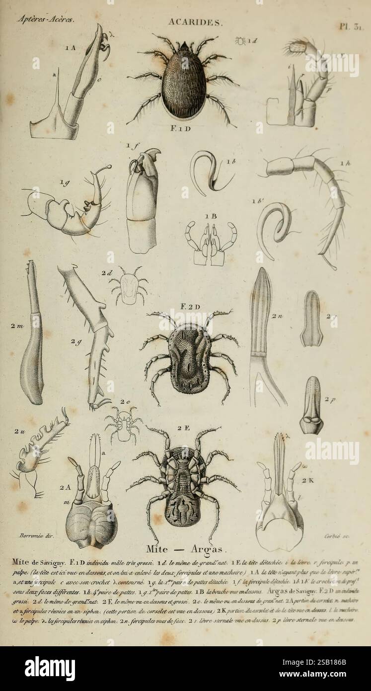 Labeled section showcases different morphological characteristic hi-res ...