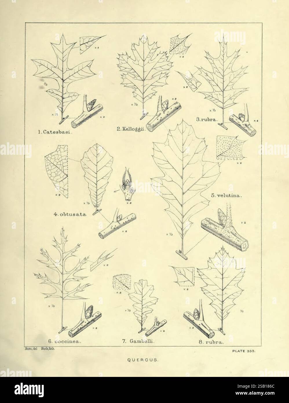 The Trees of Great Britain & Ireland Edinburgh Priv. print. 1906-13 ...