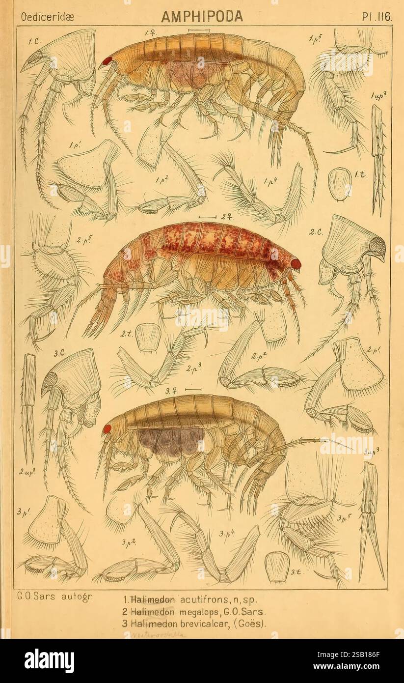 An account of the Crustacea of Norway, Christiania, A. Cammermeyer ...