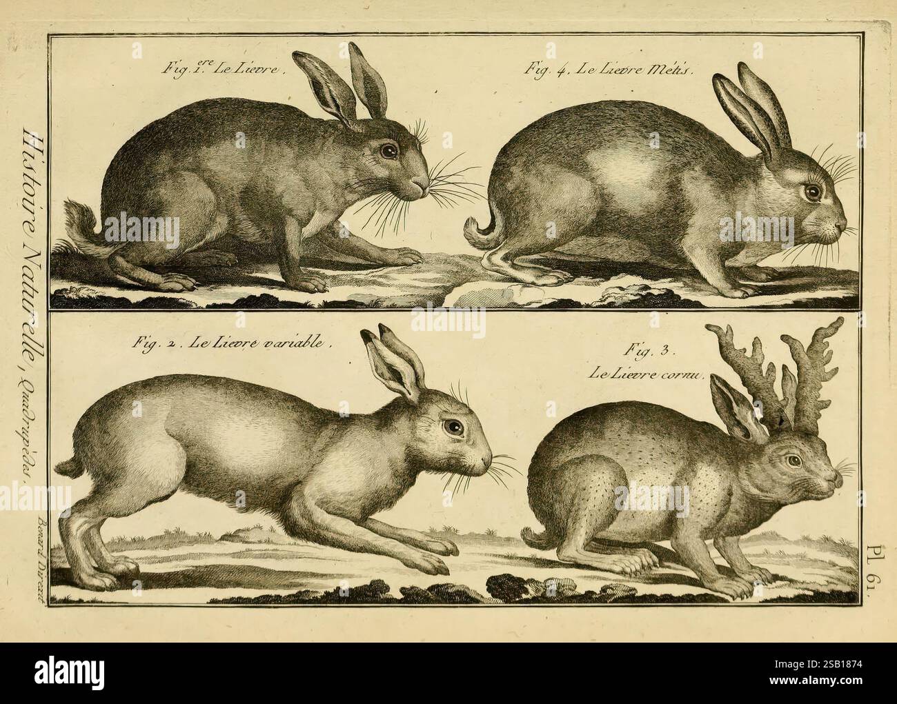 Mammalogie, ou, Description des espèces de mammifères, A Paris, Chez ...