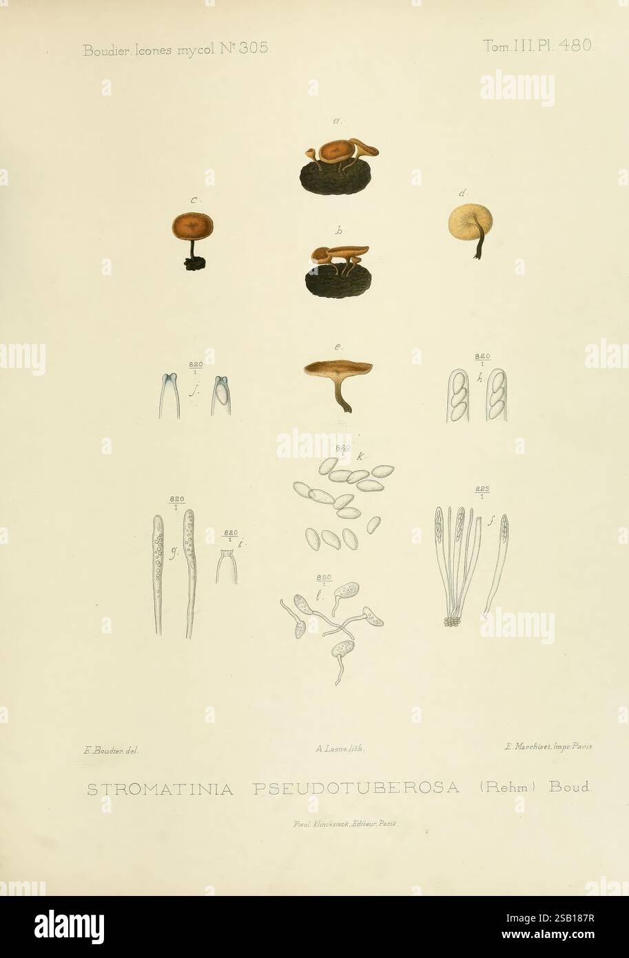 Fungal species stromatinia pseudotuberosa hi-res stock photography and ...
