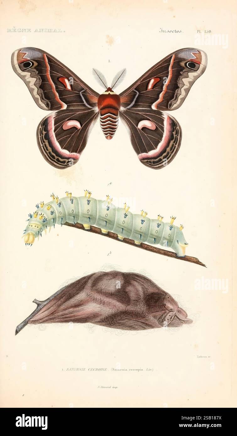 Fascinating transformation process hi-res stock photography and images ...