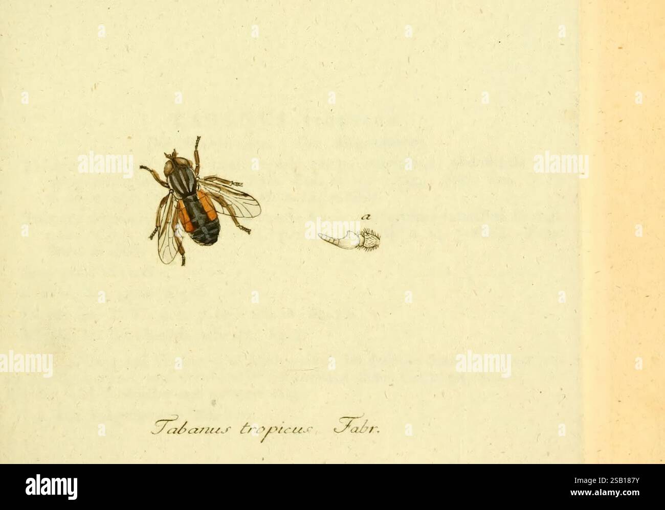 Fauna Germanica, Diptera, Nuremberg?, s.n, between 1793 and 1805 ...
