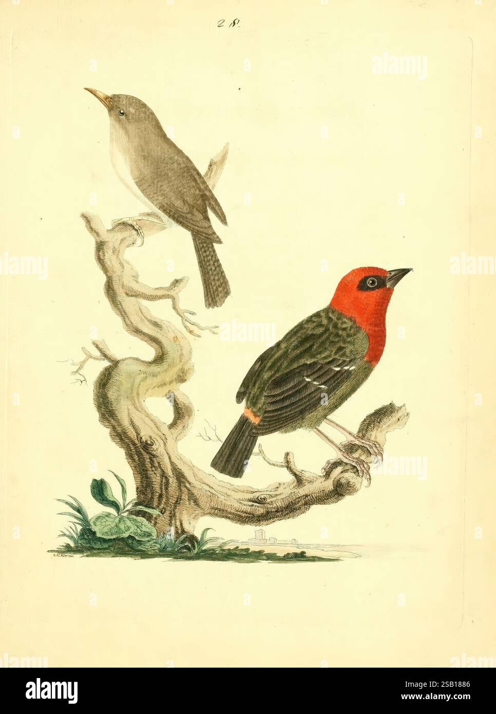 Striking bird displays hi-res stock photography and images - Alamy