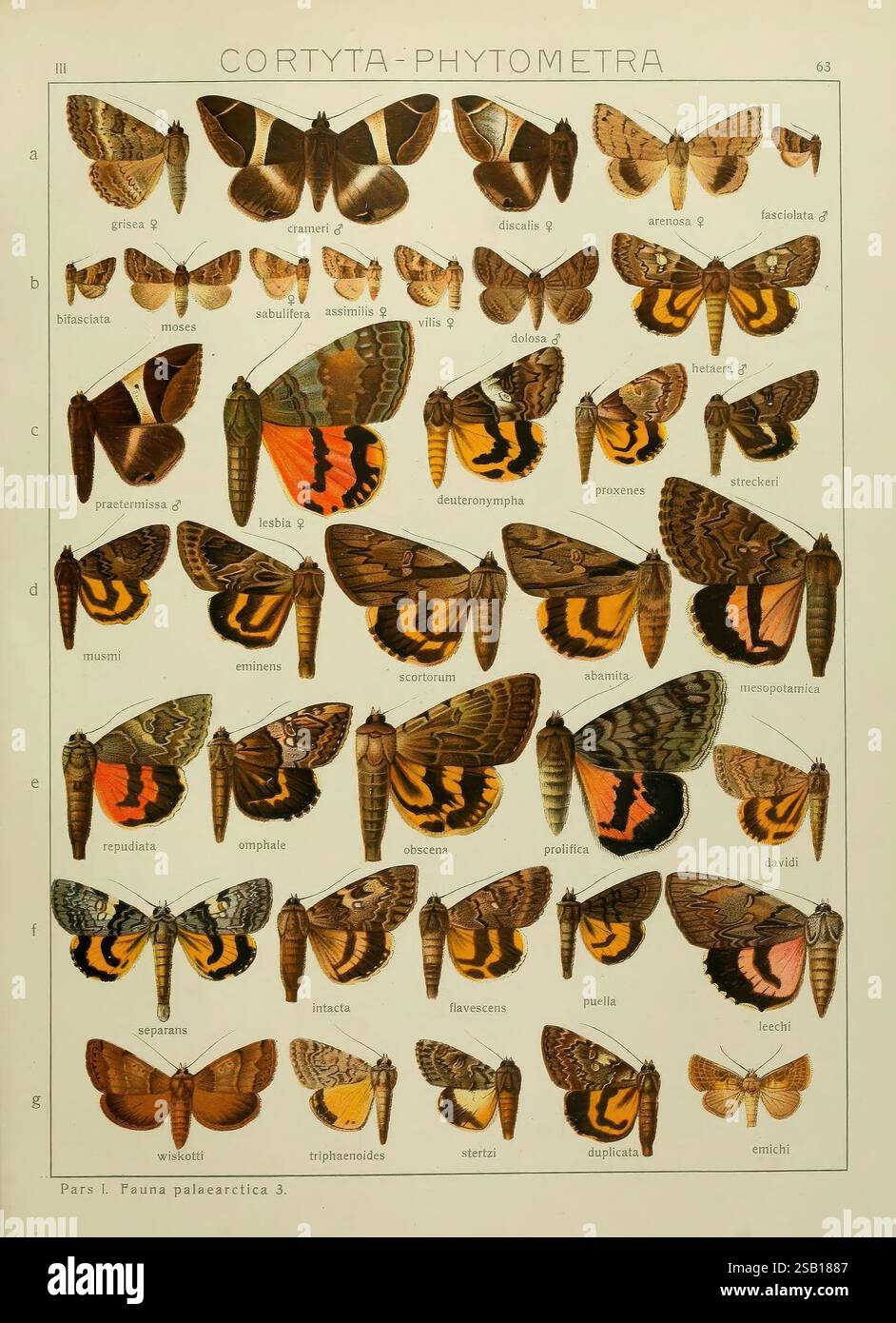 The Macrolepidoptera of the world, v.3, plates Stuttgart, Seitz'schen ...