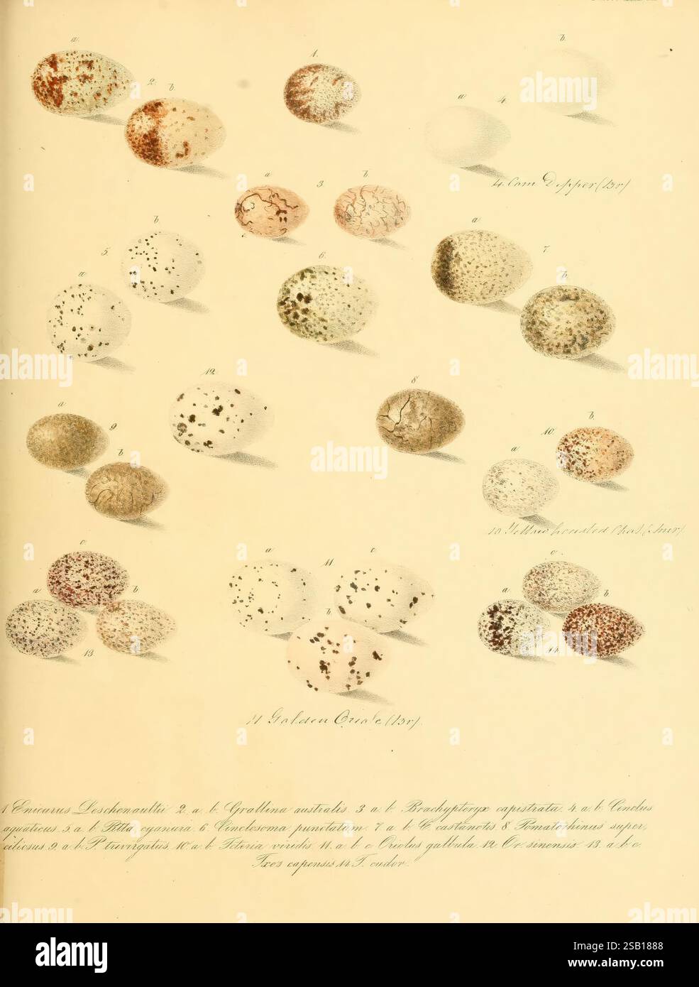 Varying descriptions hi-res stock photography and images - Alamy