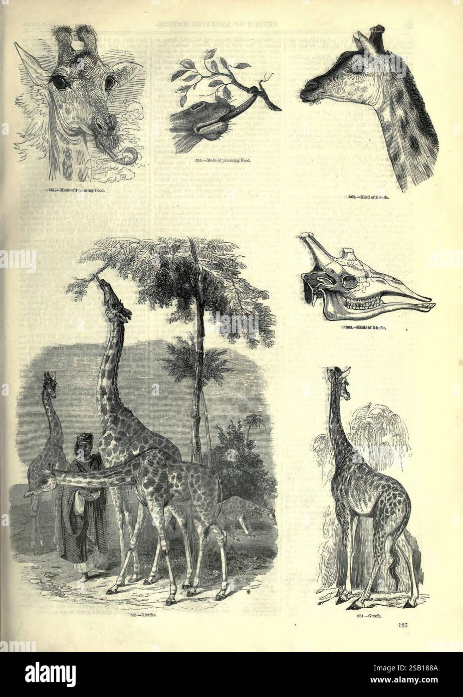 Giraffes distinct anatomy hi-res stock photography and images - Alamy