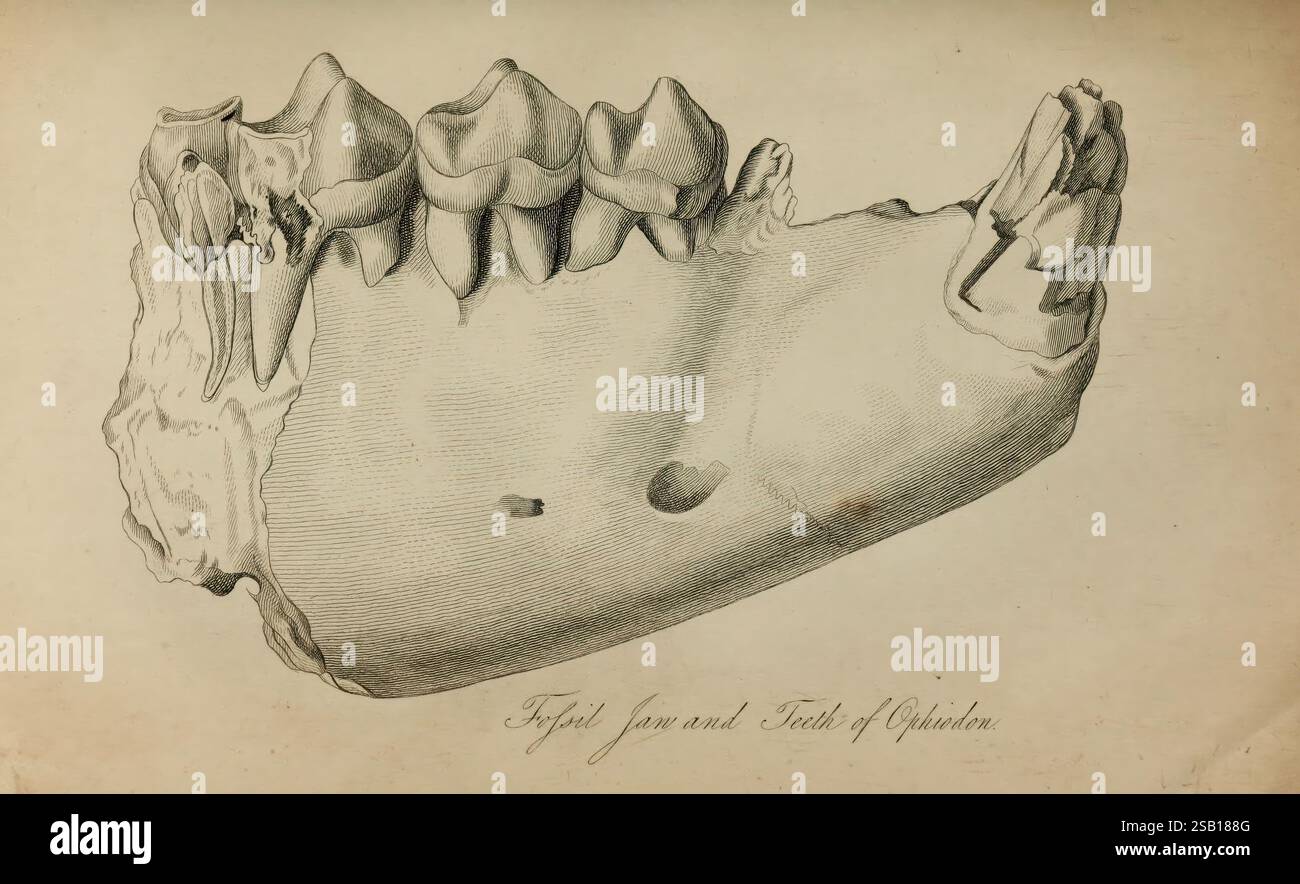 The fossil remains of the animal kingdom London, Whittaker, Treacher ...