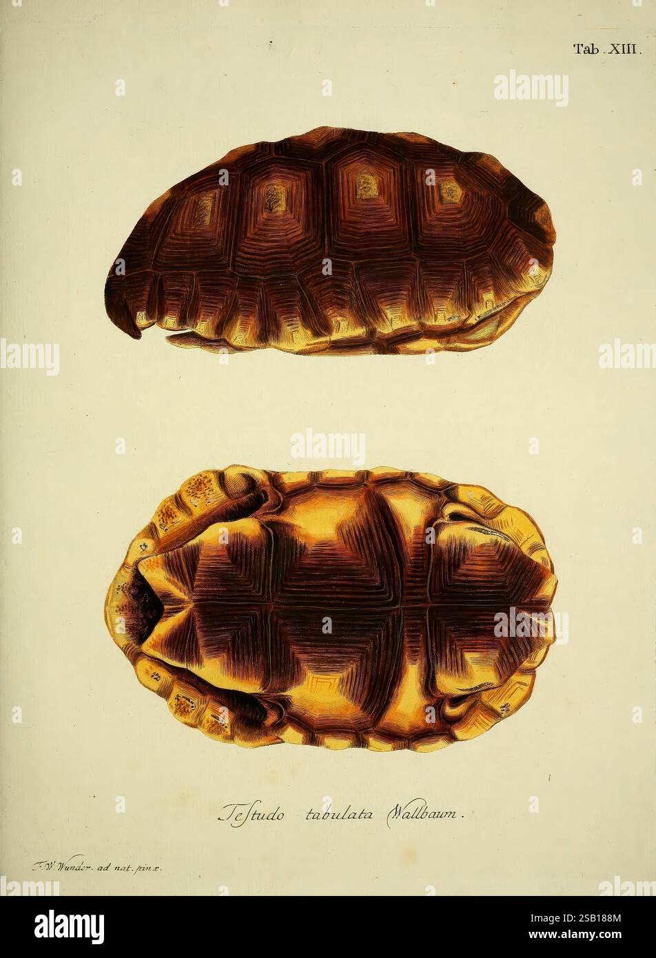 1792 1801 turtles pictorial works hi-res stock photography and images ...