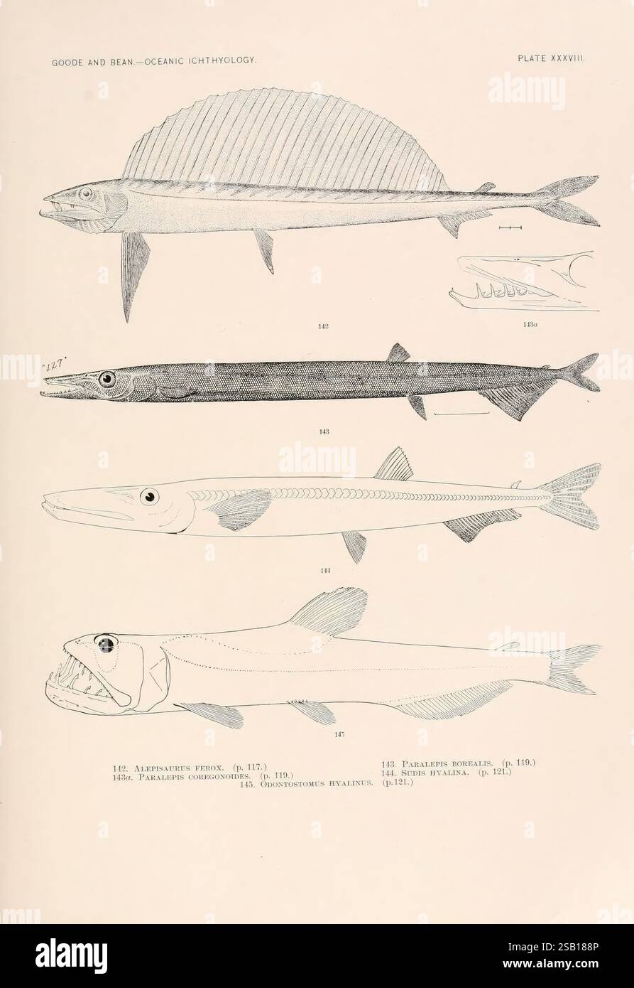 Oceanic ichthyology, Volume 22, Atlas, Cambridge, U.S.A, 1896, Atlantic ...