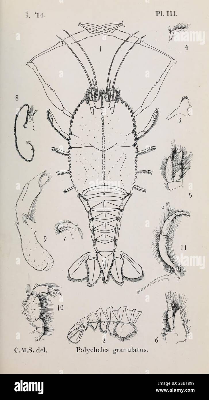 Pentacheles laevis hi-res stock photography and images - Alamy