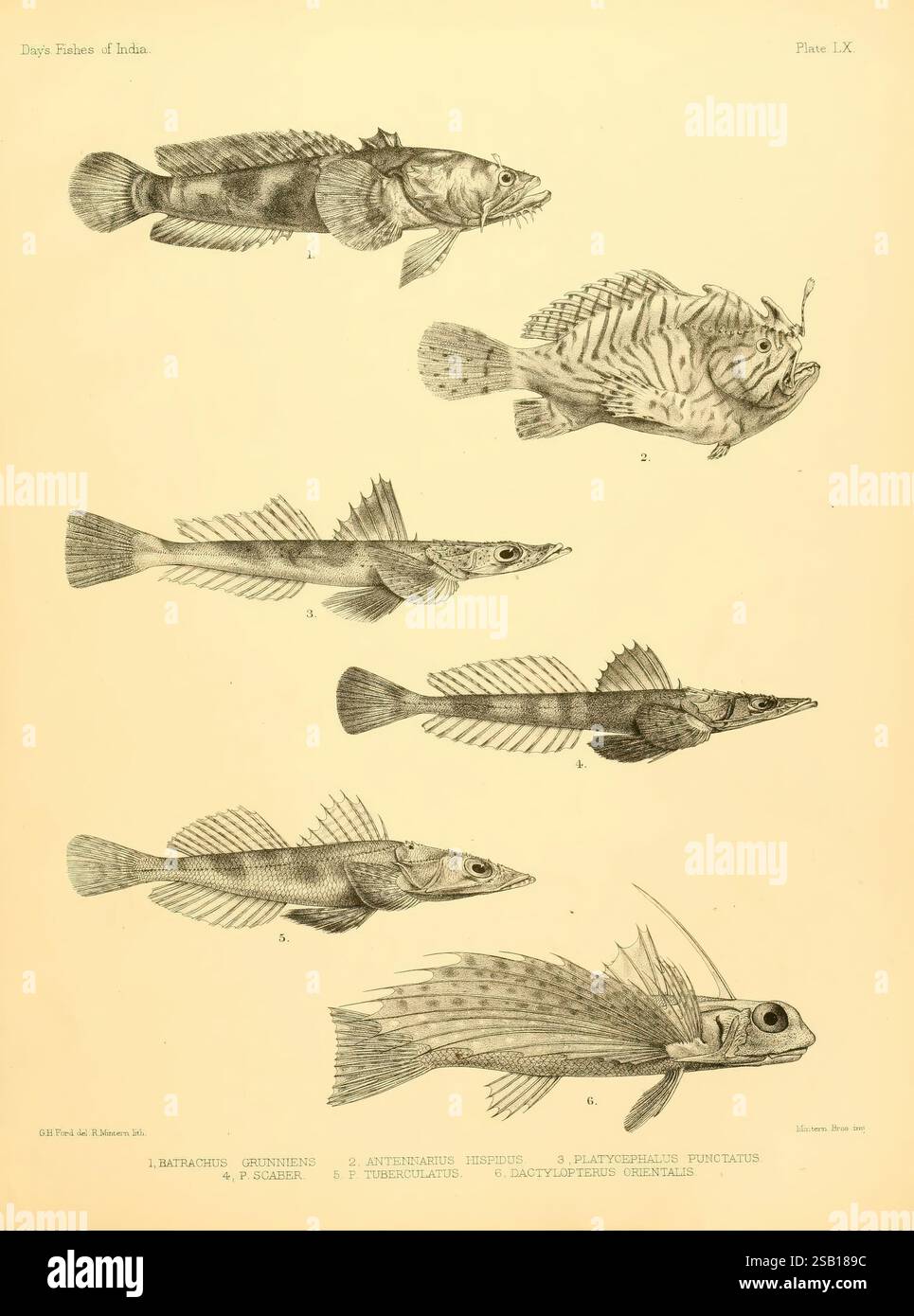 The fishes of India, [1875]-1878. India, Burma, Indian Ocean, Sri Lanka ...