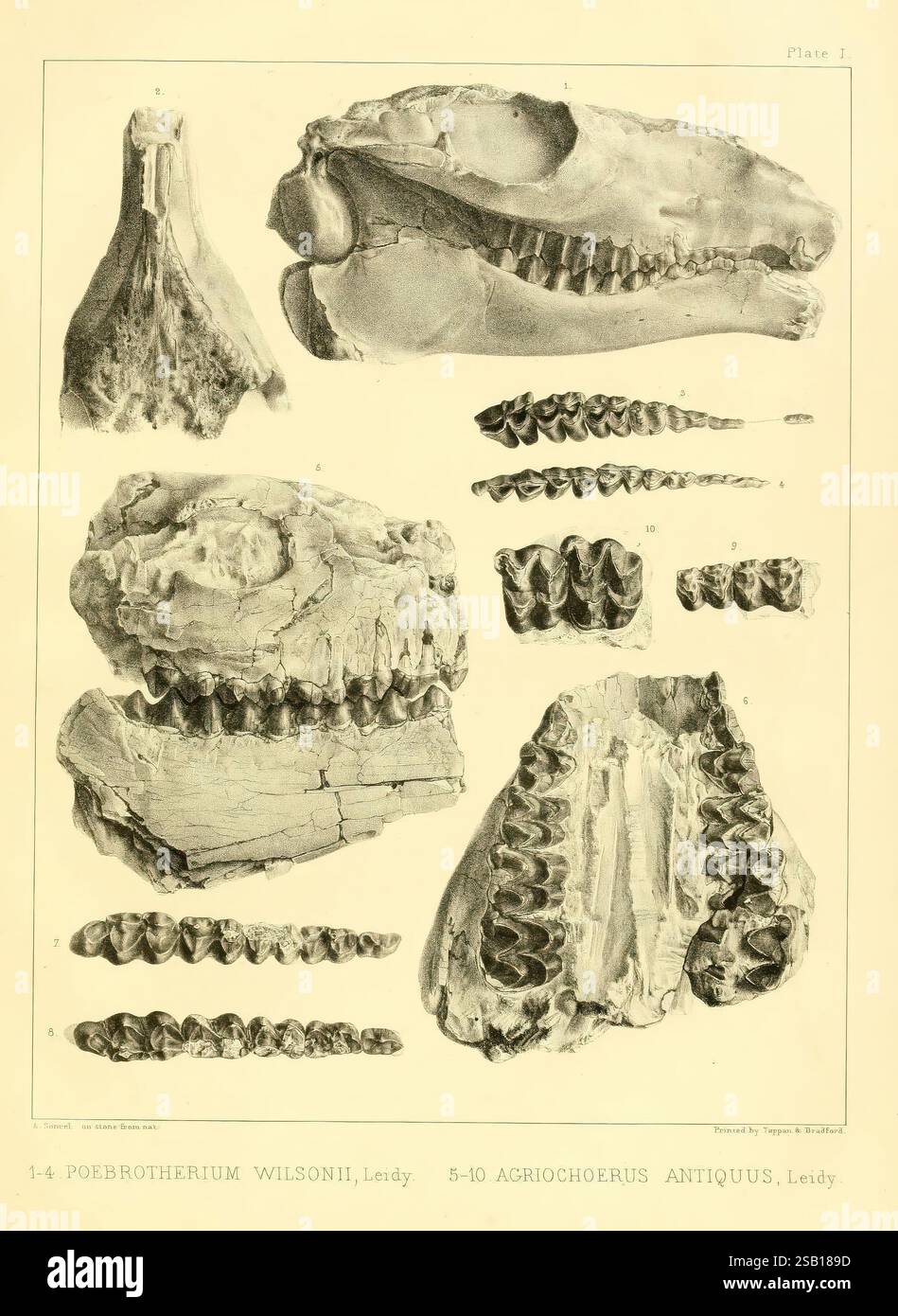 Poebrotherium hi-res stock photography and images - Alamy