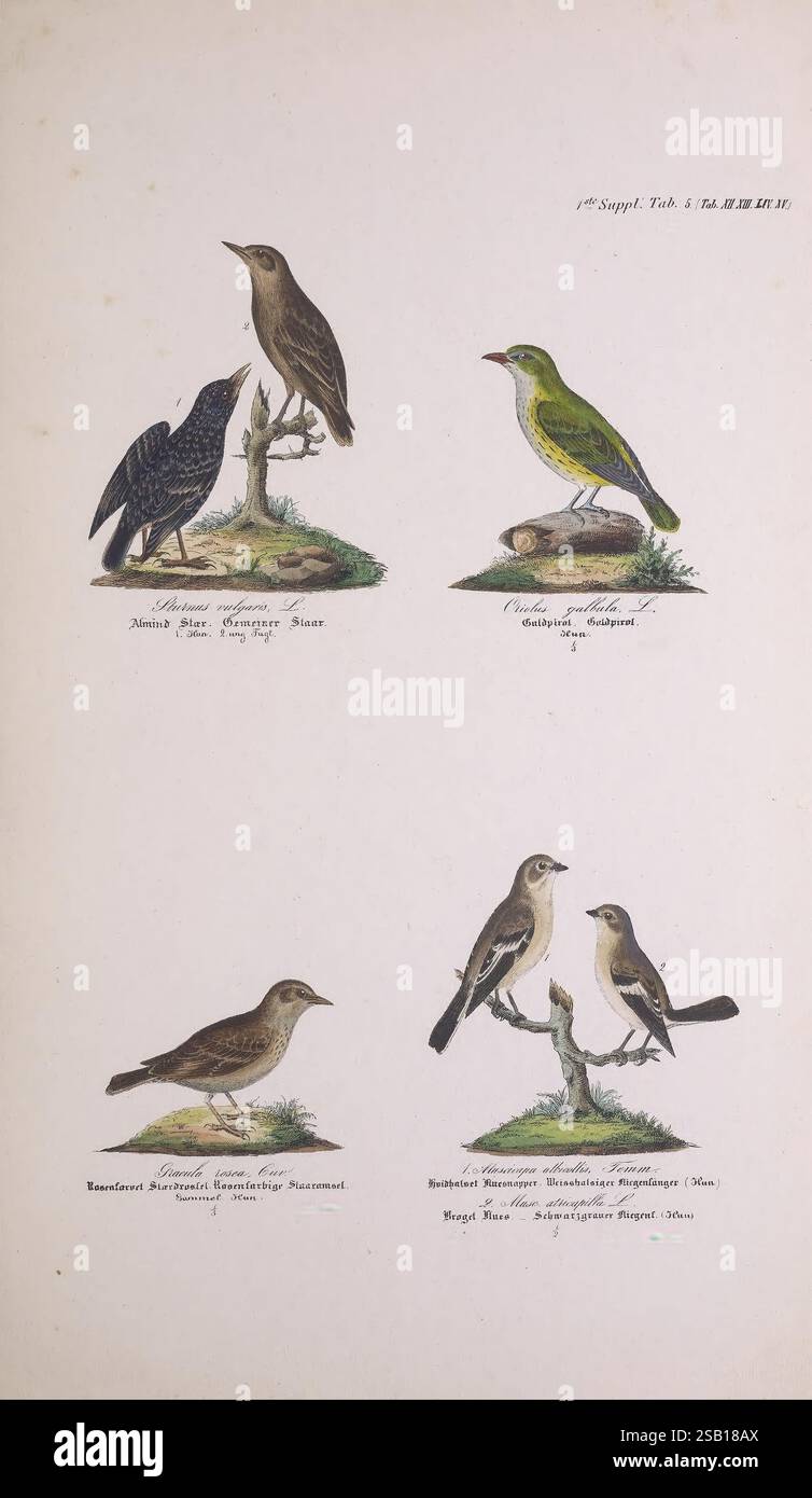 Stout bird stands hi-res stock photography and images - Alamy