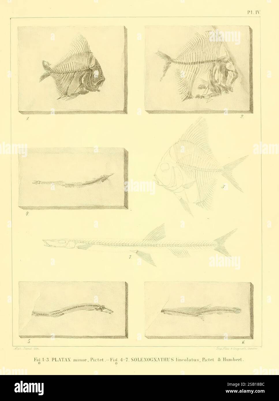 Top row features two distinct fish hi-res stock photography and images ...