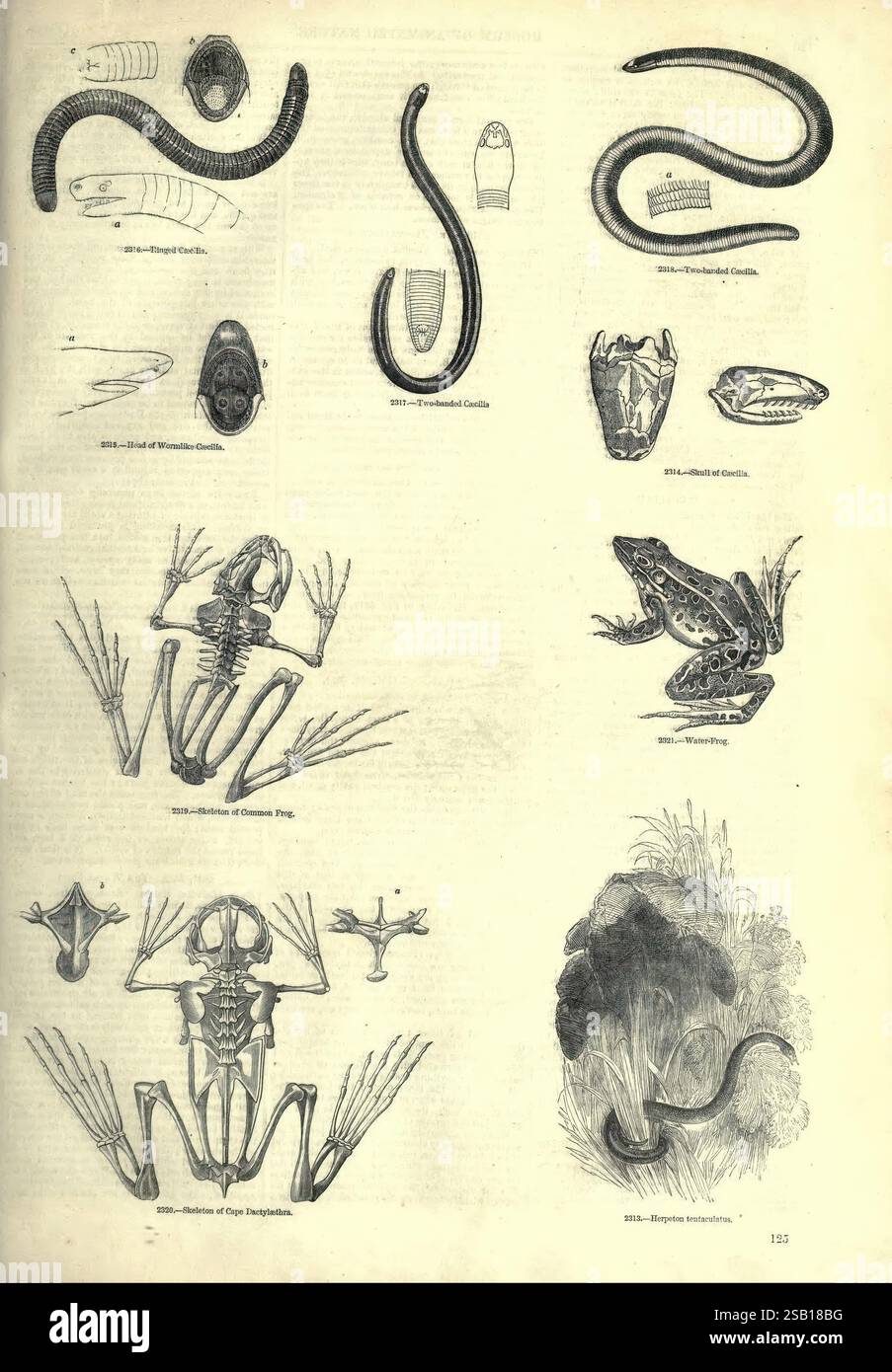 Distinct head features hi-res stock photography and images - Alamy