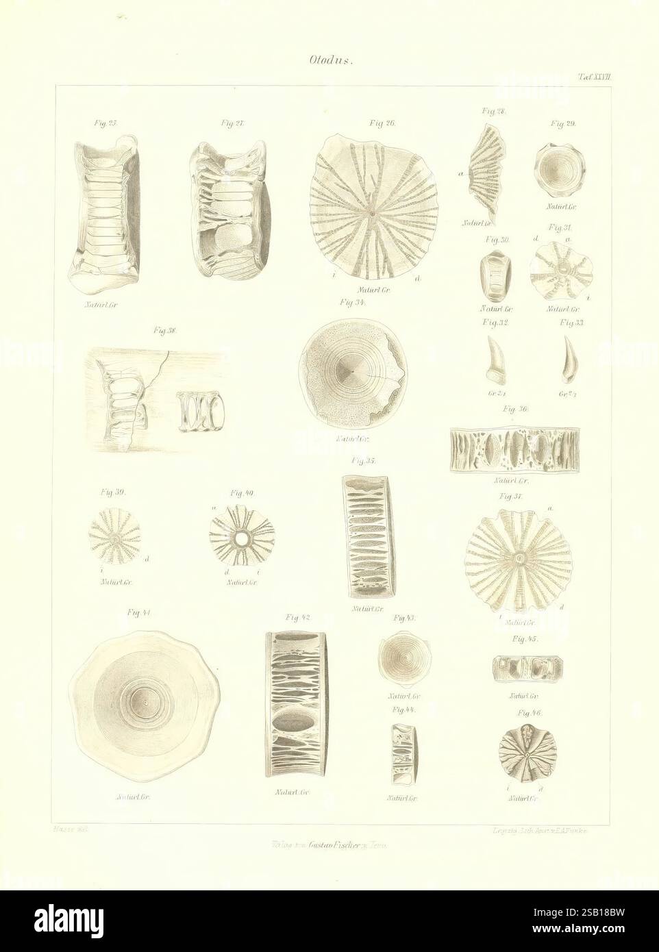 Microscopic marine organisms characterized hi-res stock photography and ...