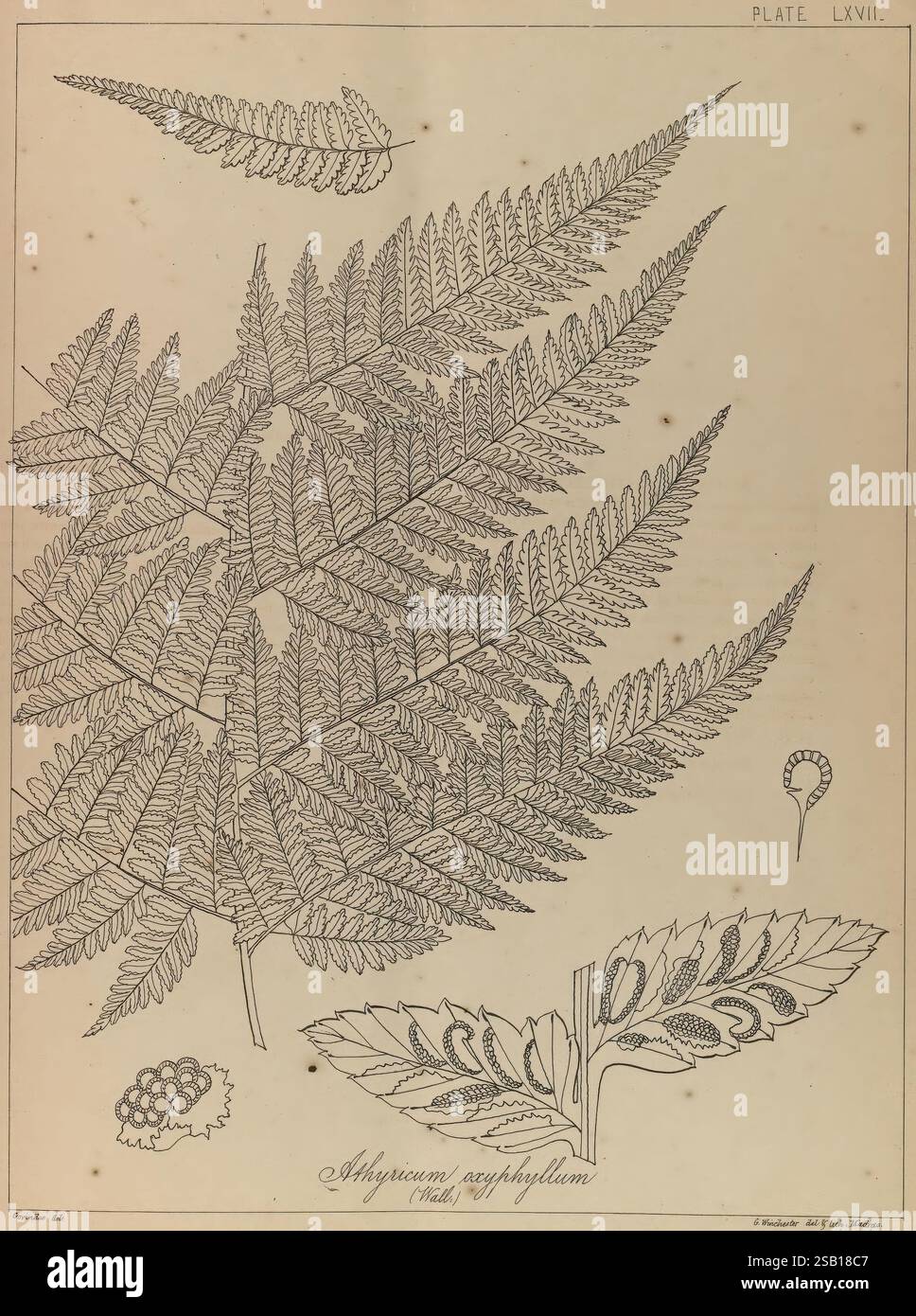 The ferns of British India, Madras, 1866, India, Pteridophyta,, This ...