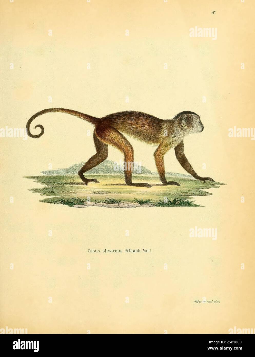 Olive brown capuchin monkey hi-res stock photography and images - Alamy