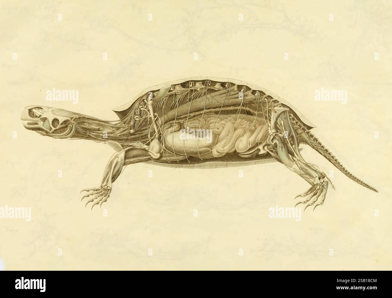 Anatome testudinis Europaeae Vilnae Impensis auctoris Typis Josephi ...