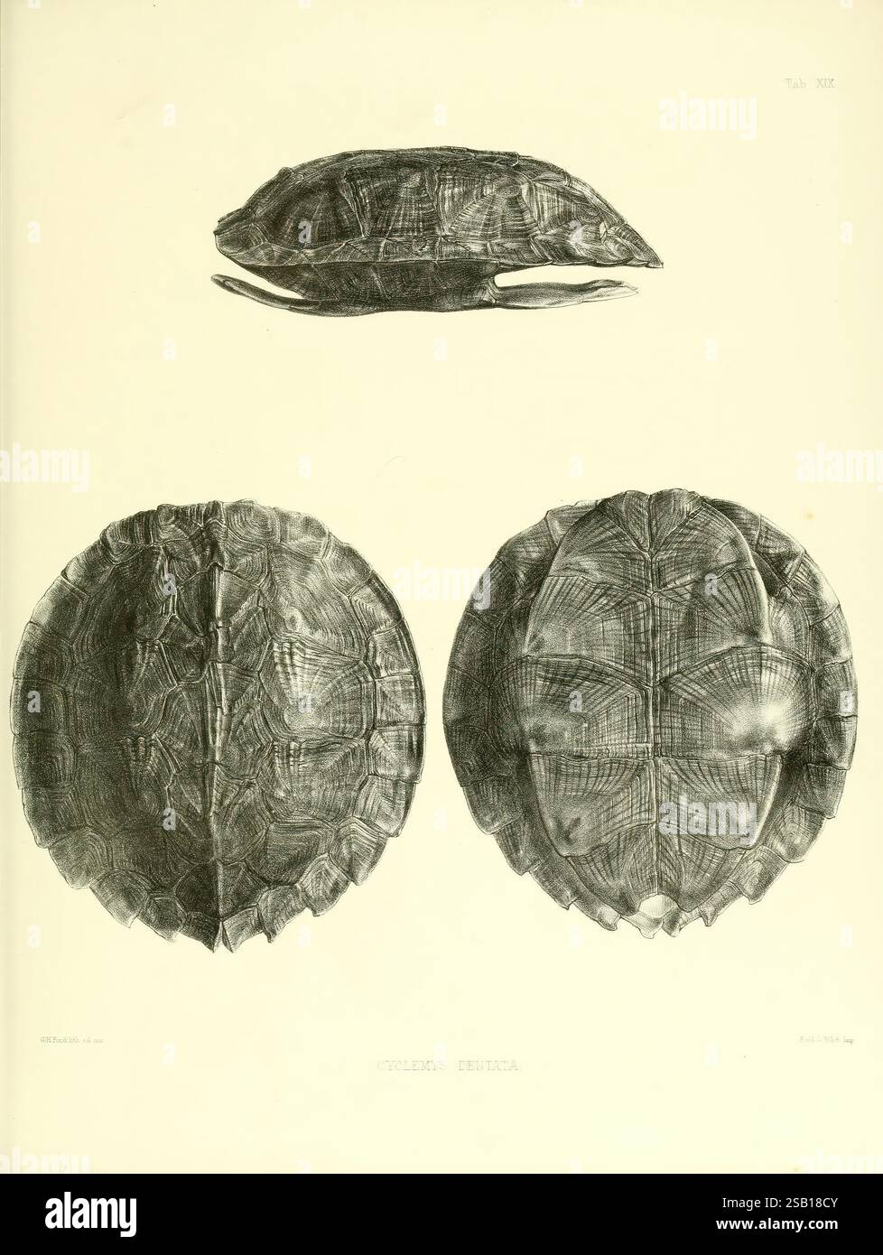 Turtles streamlined shape hi-res stock photography and images - Alamy