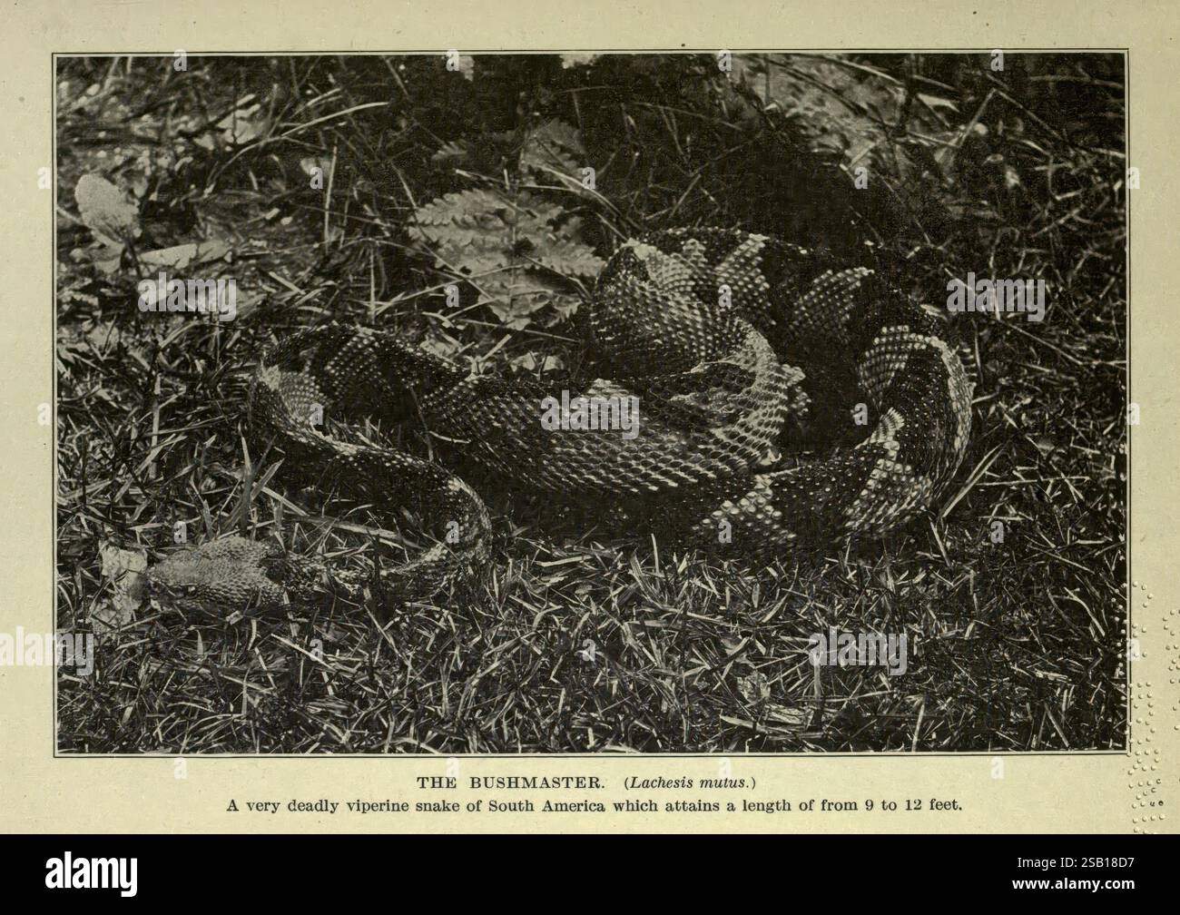 The American natural history, New York, C. Scribner's Sons, 1914 ...