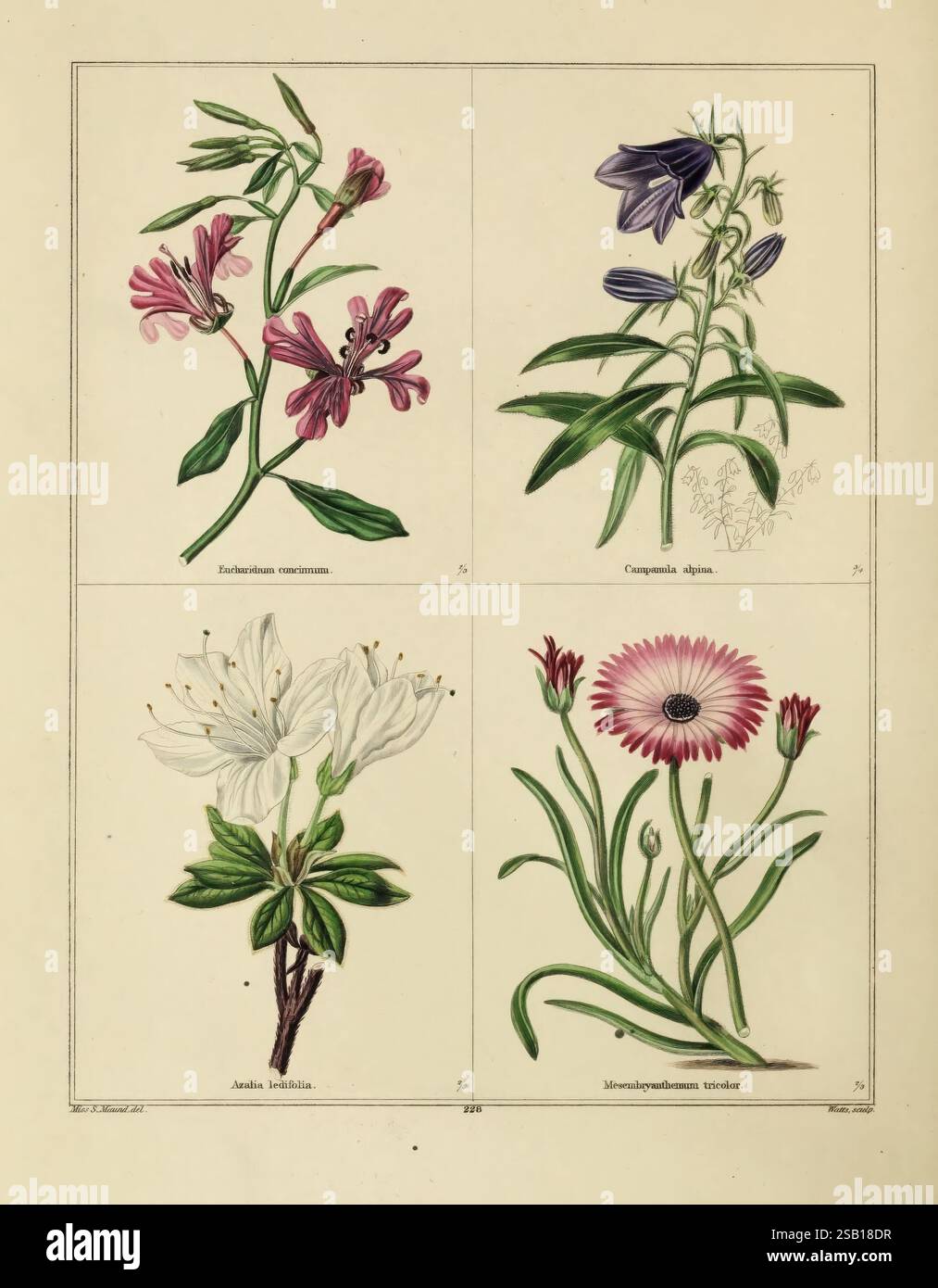 The, botanic, garden, London, Simpkin, &, Marshall, 1825, botany ...