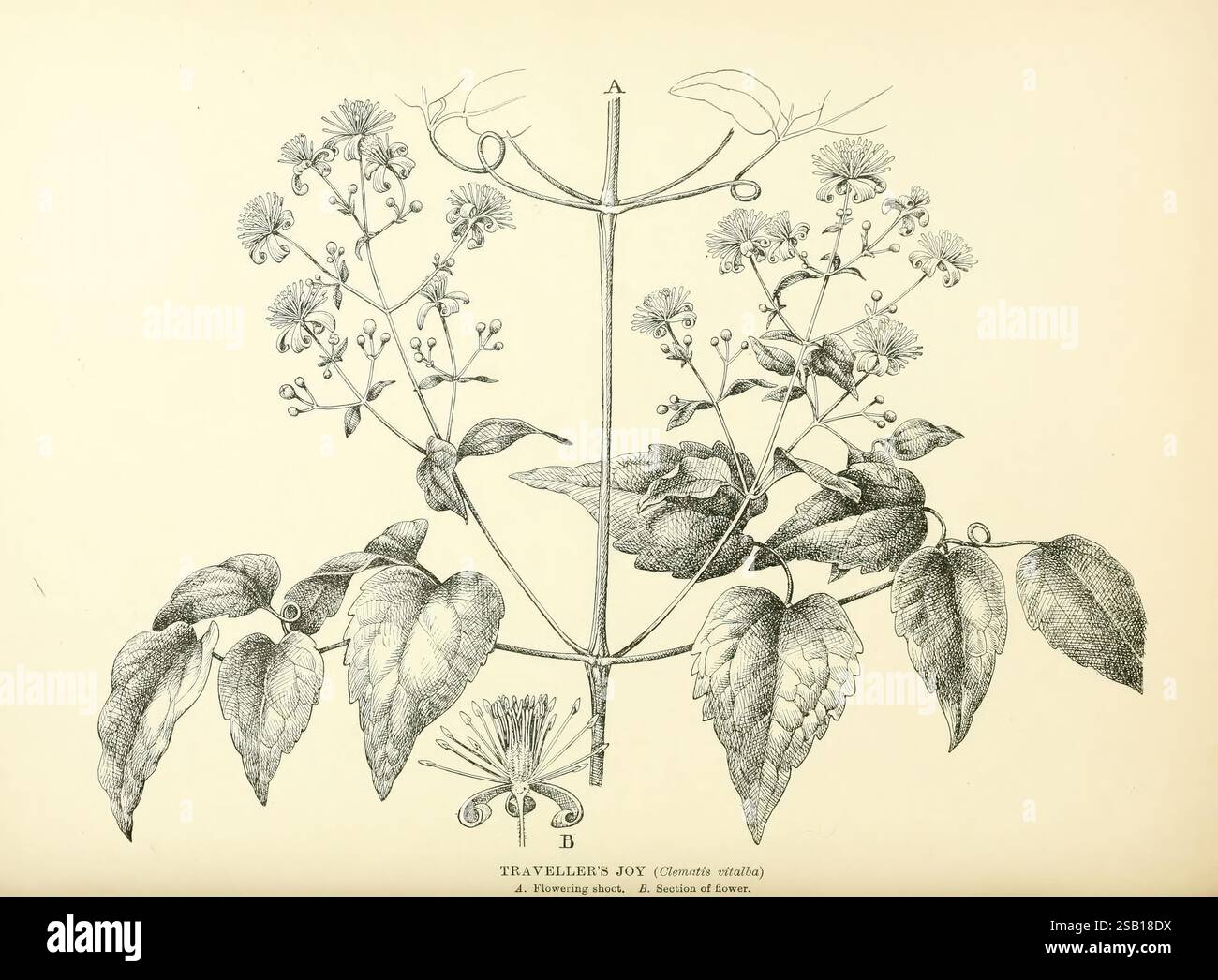 Trees and shrubs of the British Isles, London Dent 1909, botany, Great ...