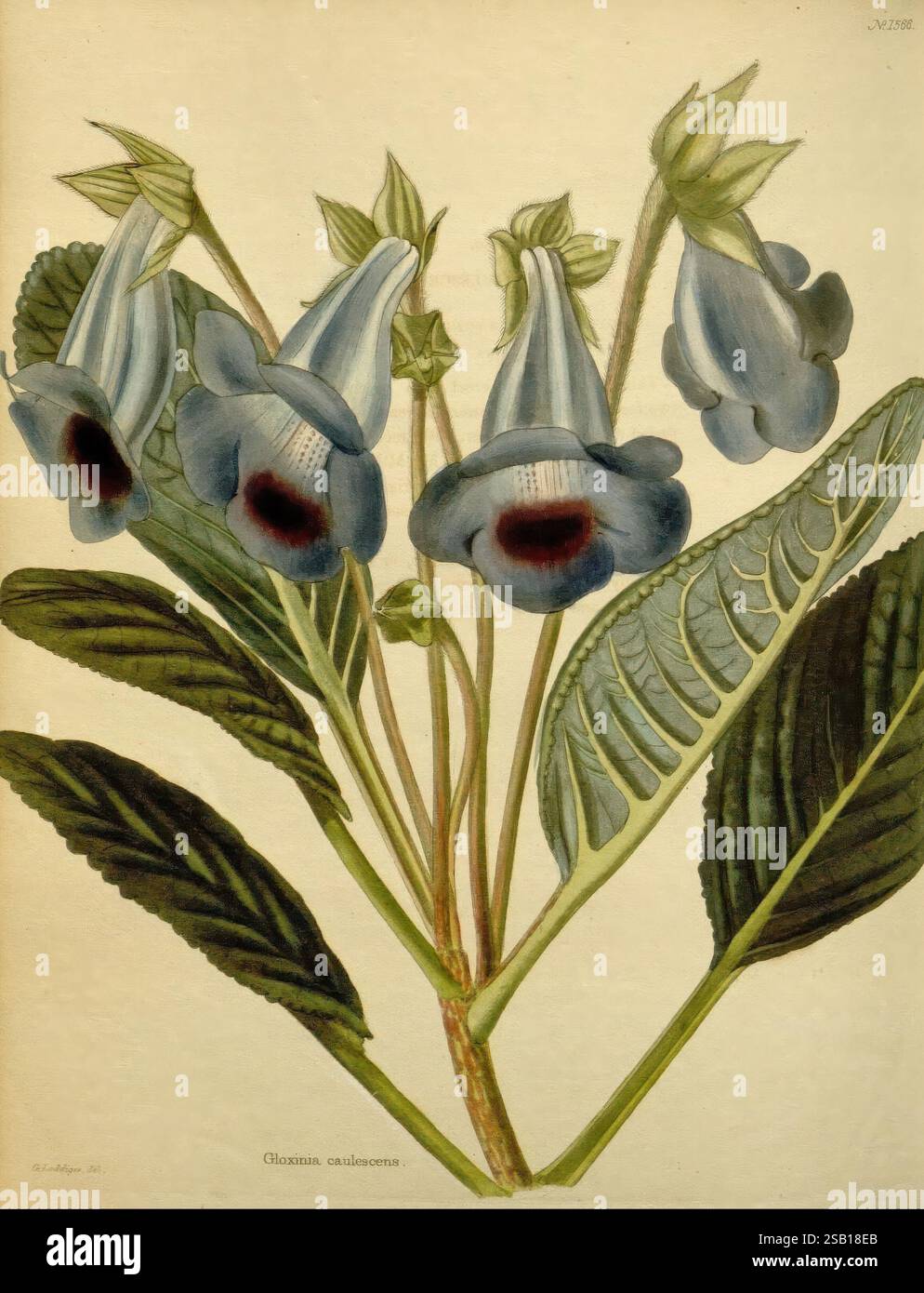 The, botanical, cabinet, London, John, and, Arthur, Arch, 1817-1833 ...