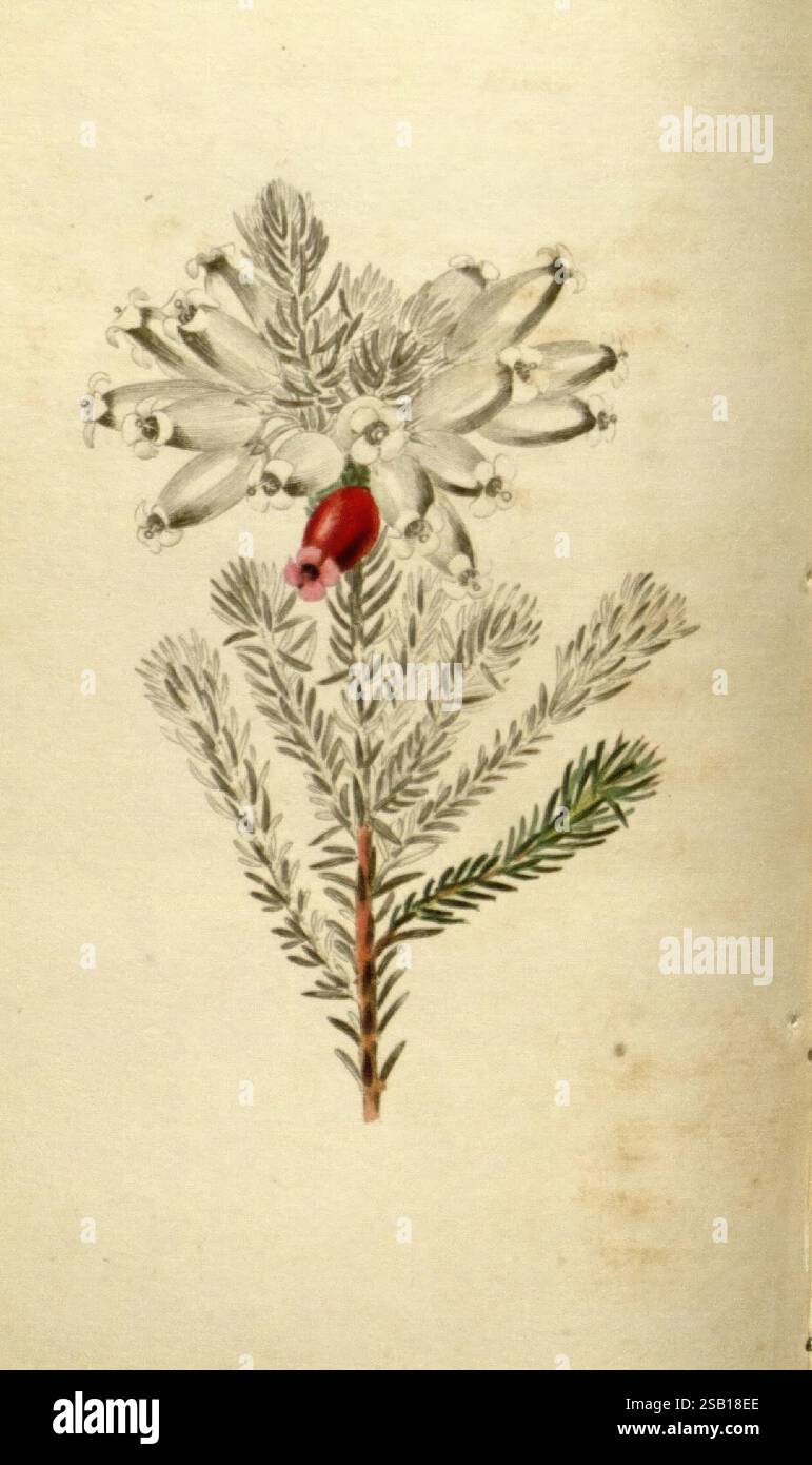 The, botanical, cabinet, London, John, and, Arthur, Arch, 1817-1833, A ...