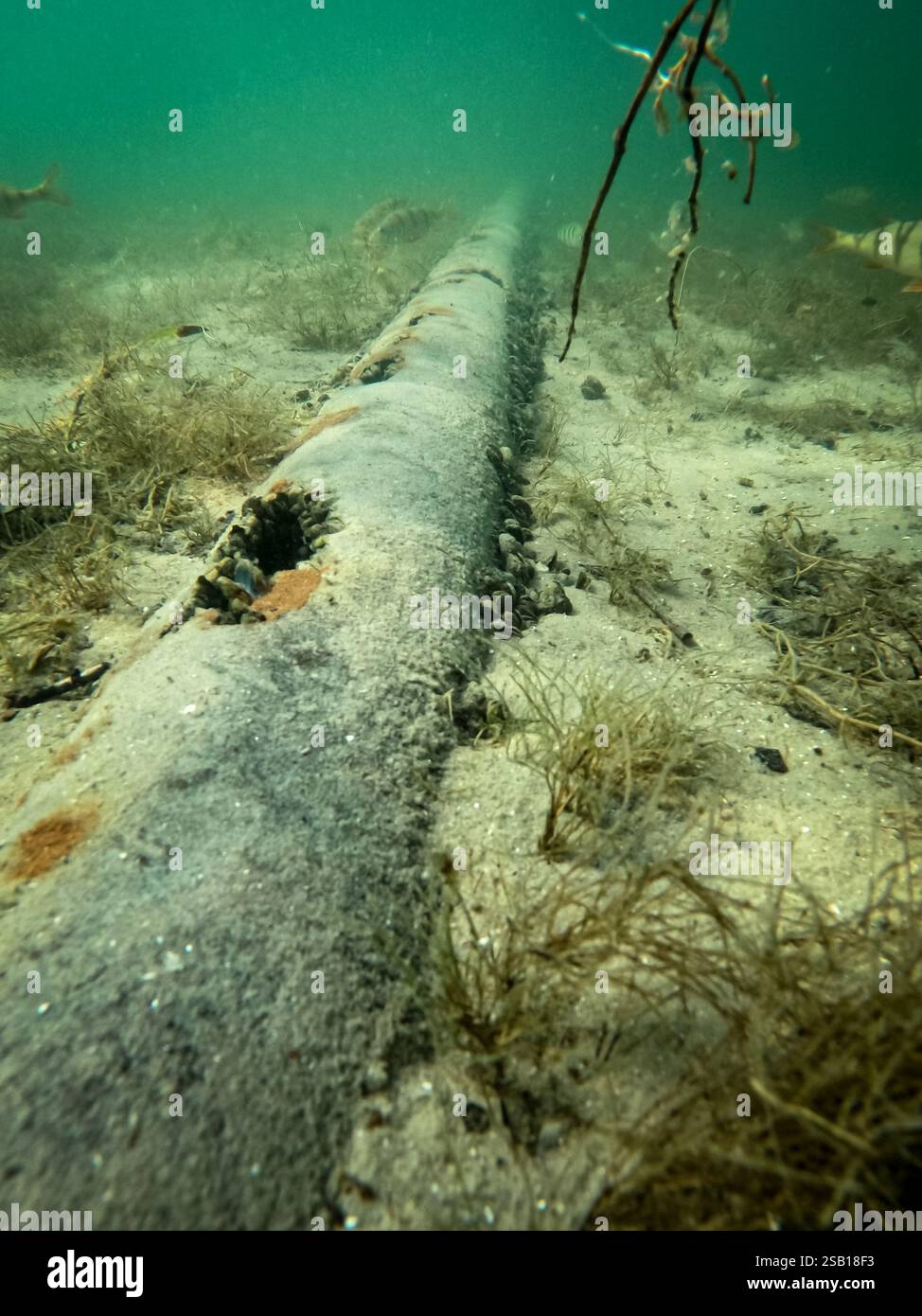 Underwater view of a rusty, damaged underwater pipe on a lakebed. The ...