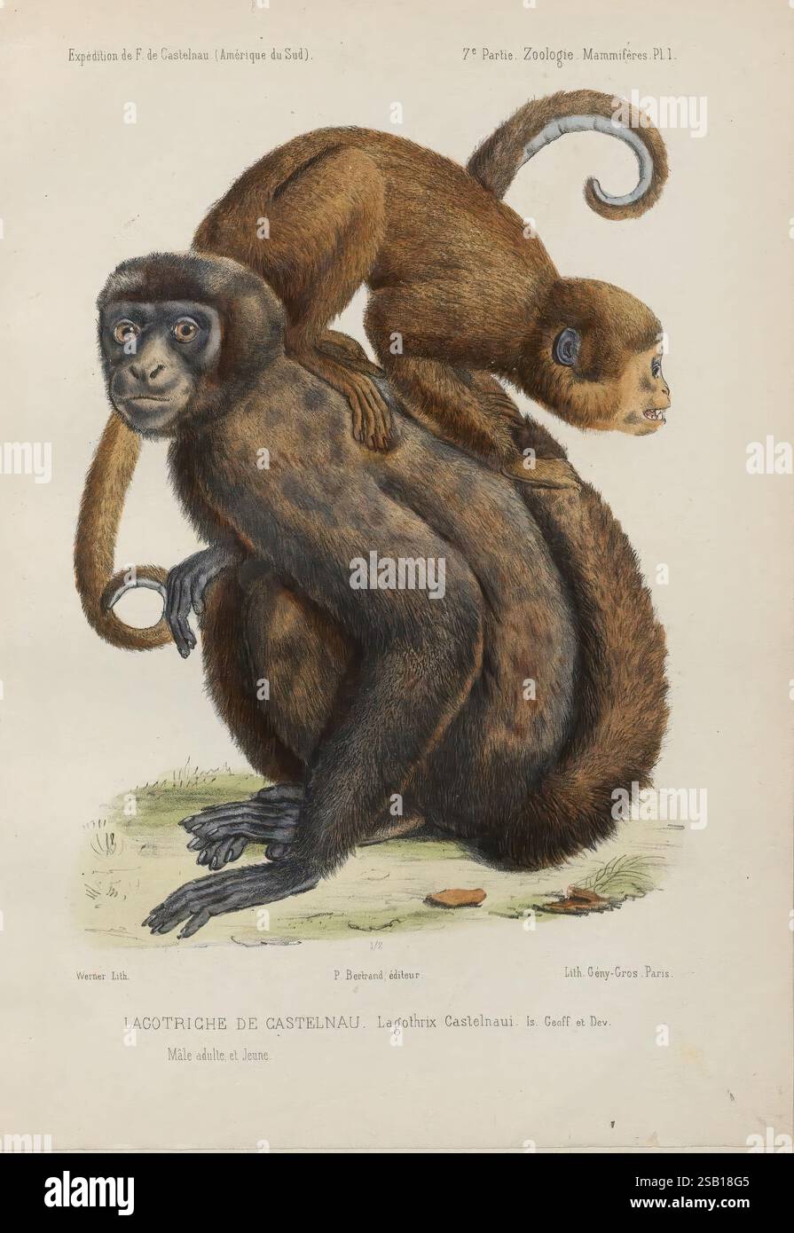 Detailed illustration showcases two monkeys hi-res stock photography ...
