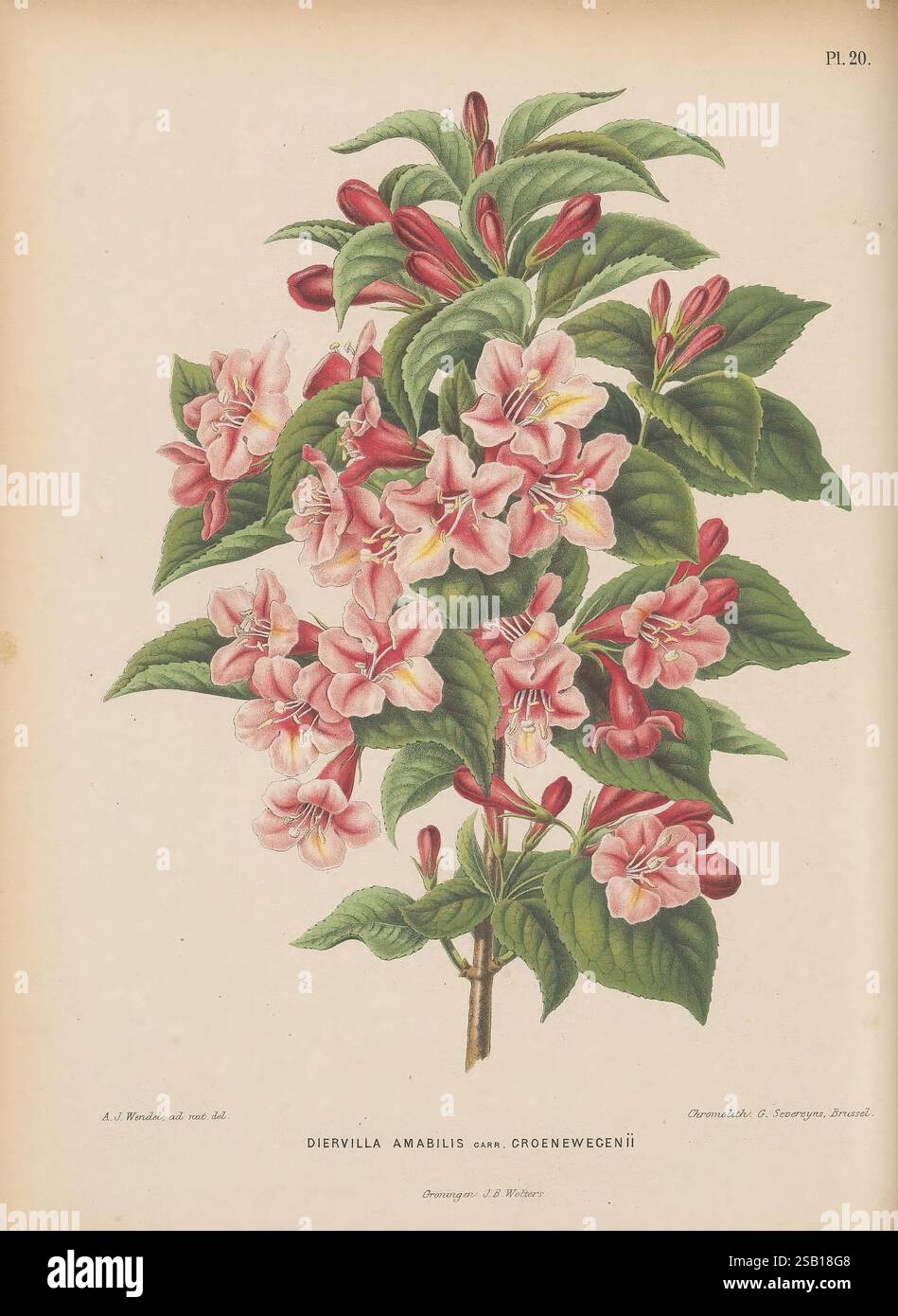 Flora, Groningen, J.B. Wolters, [1868], flowers, Netherlands, pictorial ...