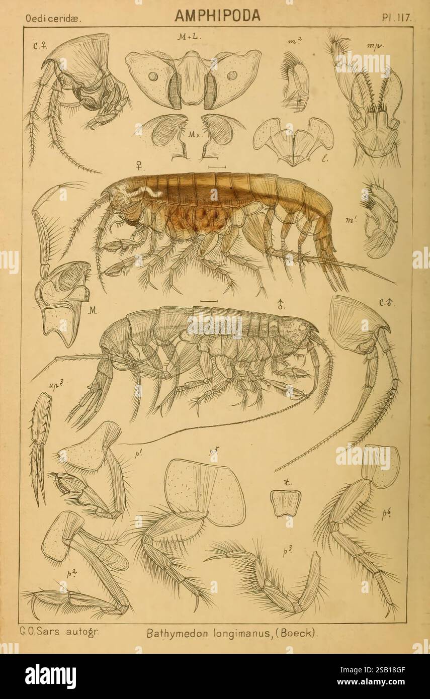Various limb adaptations hi-res stock photography and images - Alamy