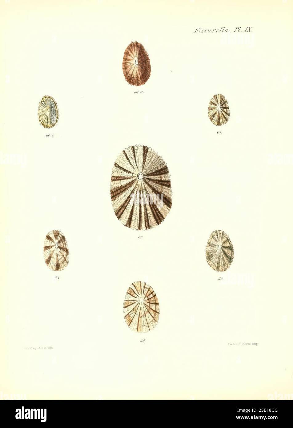 Conchologia iconica, or Illustrations of the shells of molluscous ...