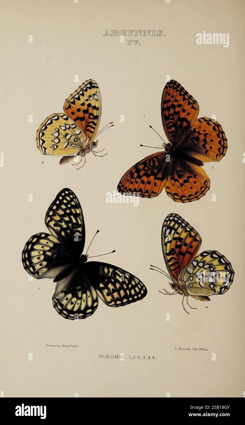 Bottom right showcases another butterfly hi-res stock photography and ...