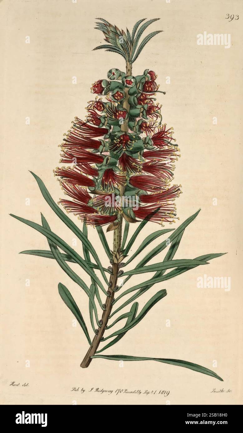 The Botanical register, London, Printed for James Ridgway, 1815-1828 ...