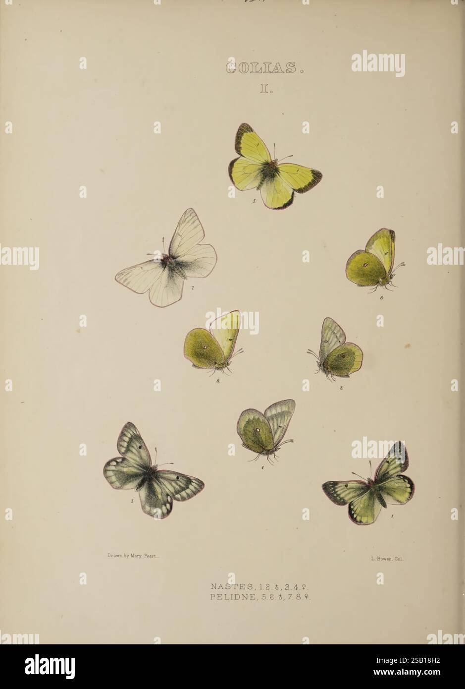 The, butterflies, of, North, America, 1884, butterflies, North, America ...