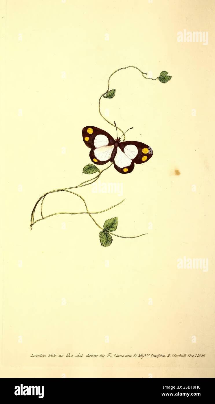 Artwork beautifully combines elements of nature hi-res stock ...