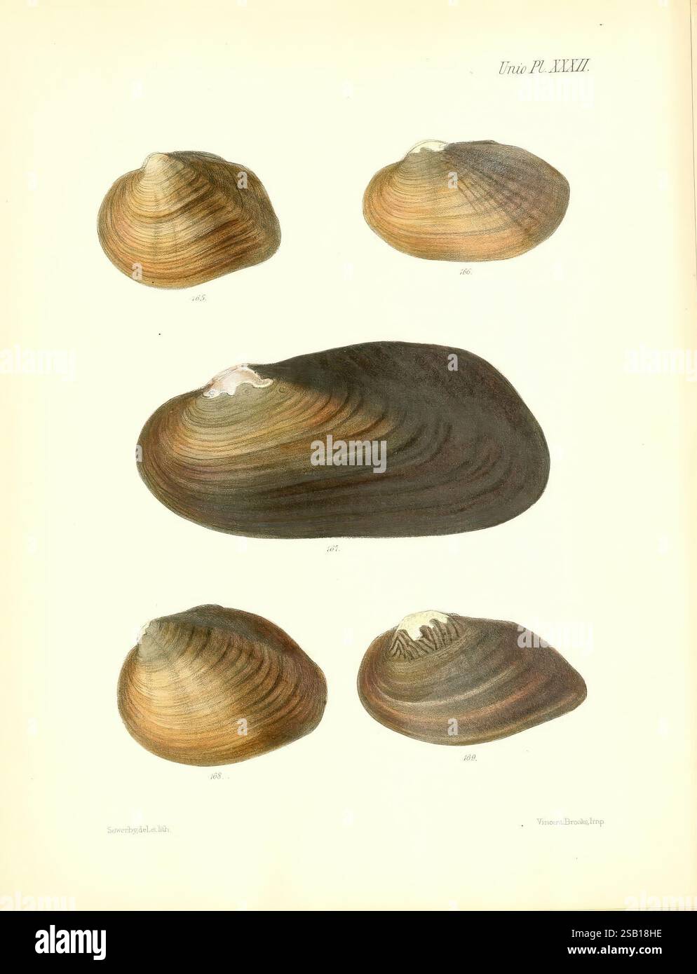 Conchologia iconica, or Illustrations of the shells of molluscous ...