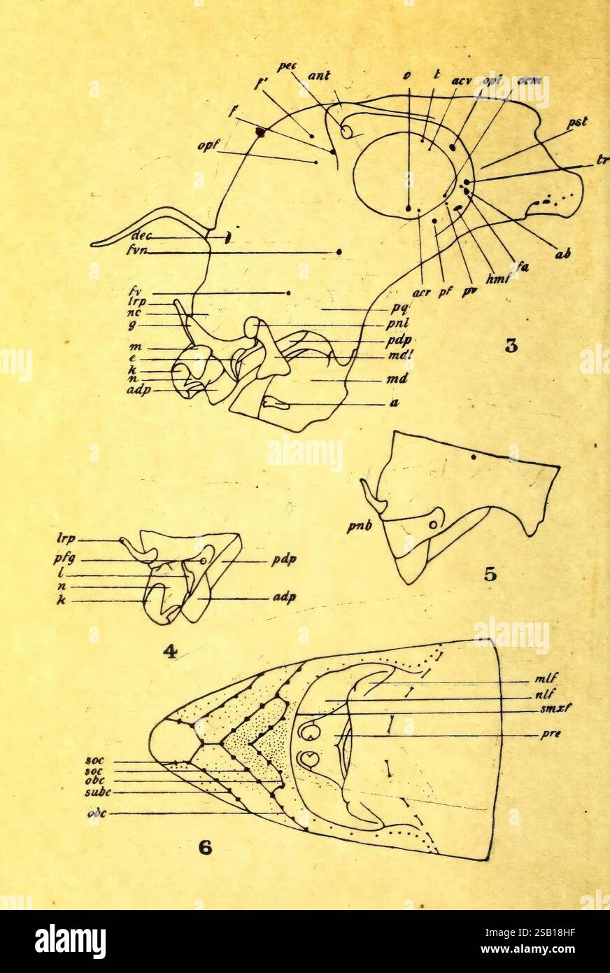 Illustration presents anatomical diagrams hi-res stock photography and ...